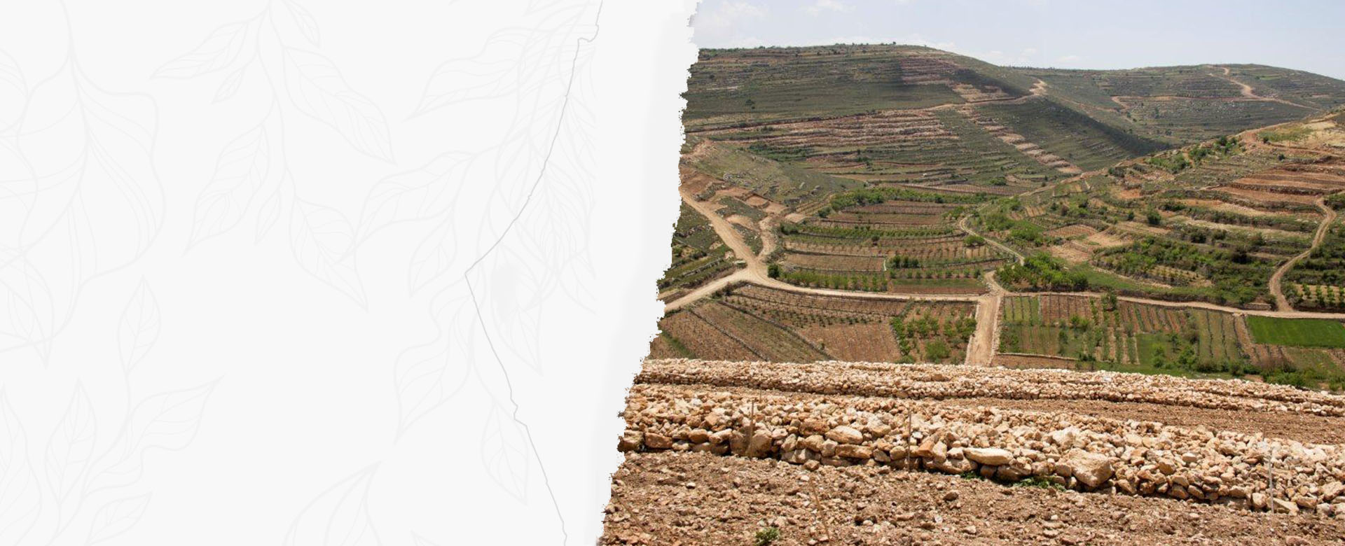 الرئيسية - Union of Agricultural Work Committees