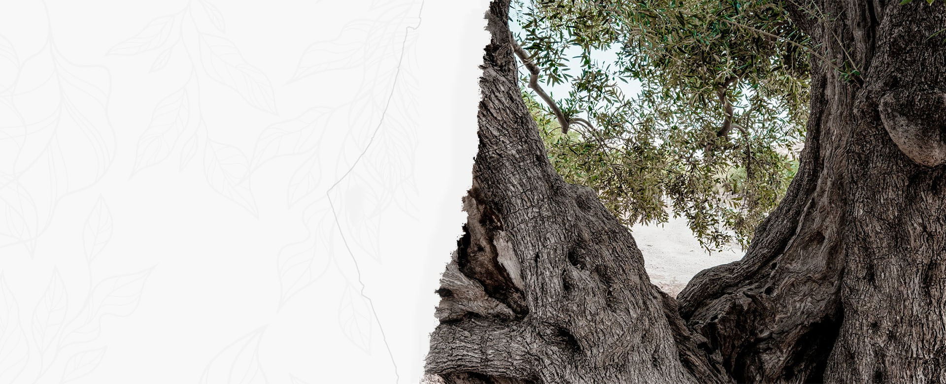 الرئيسية - Union of Agricultural Work Committees